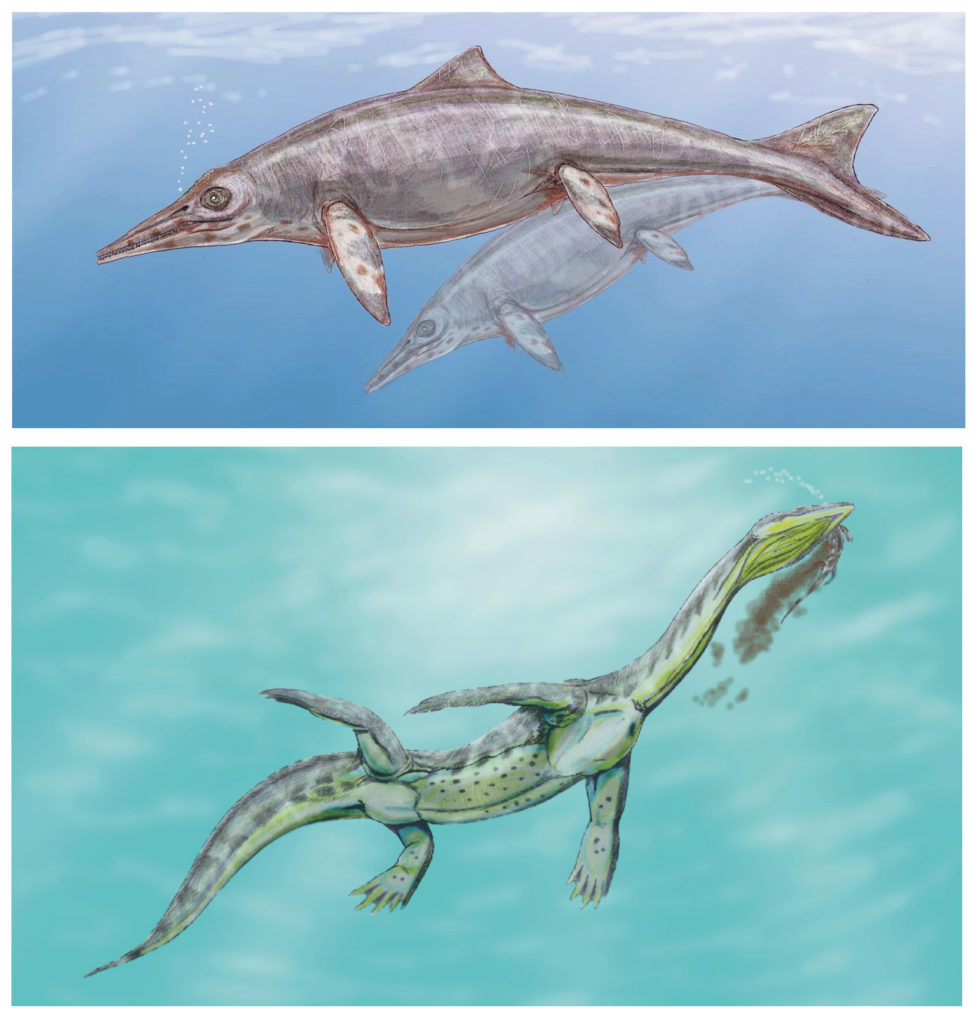 Saurier - Evolutionsweg