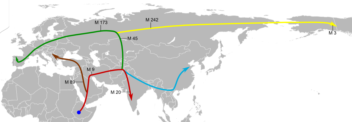 Moderne Menschen (Homo sapiens) - Evolutionsweg